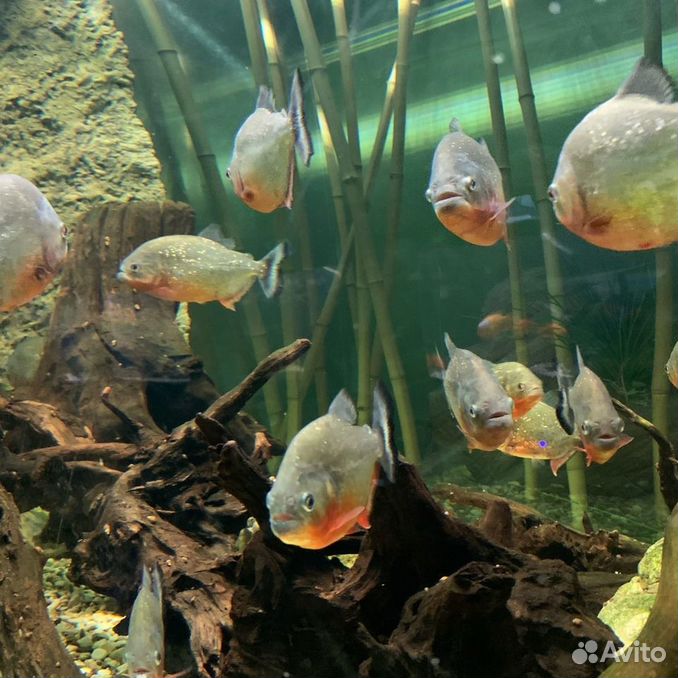 Пиранья Хищная (арт 6101)