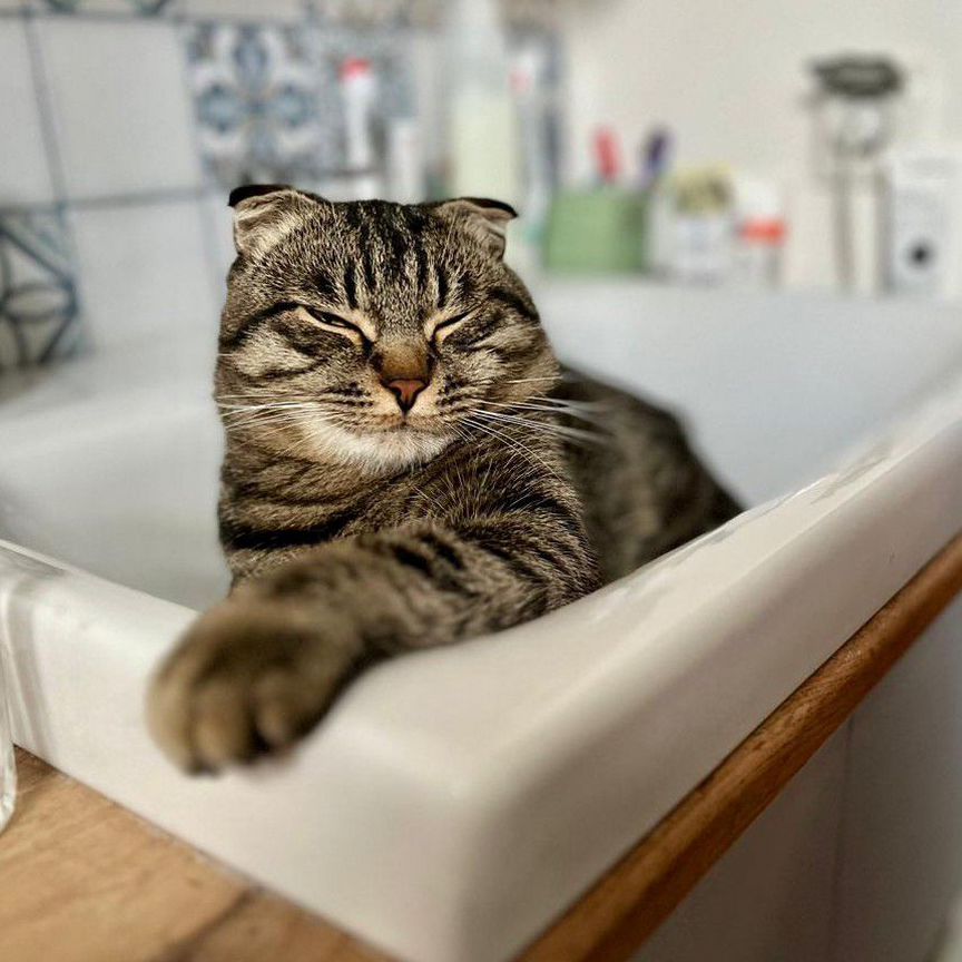 Кот готов к вязке с кошкой