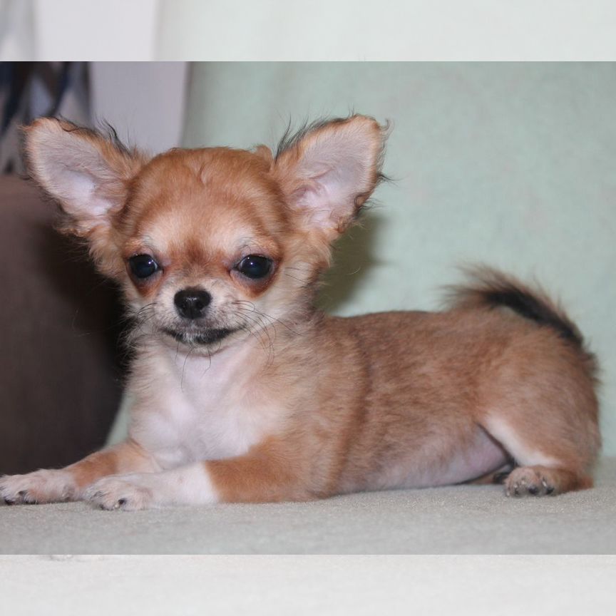 Чихуахуа, щенок