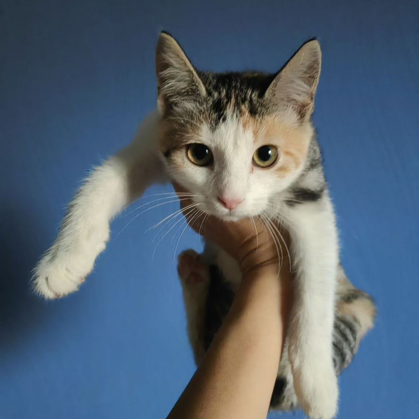 Котёнок девочка 4 мес