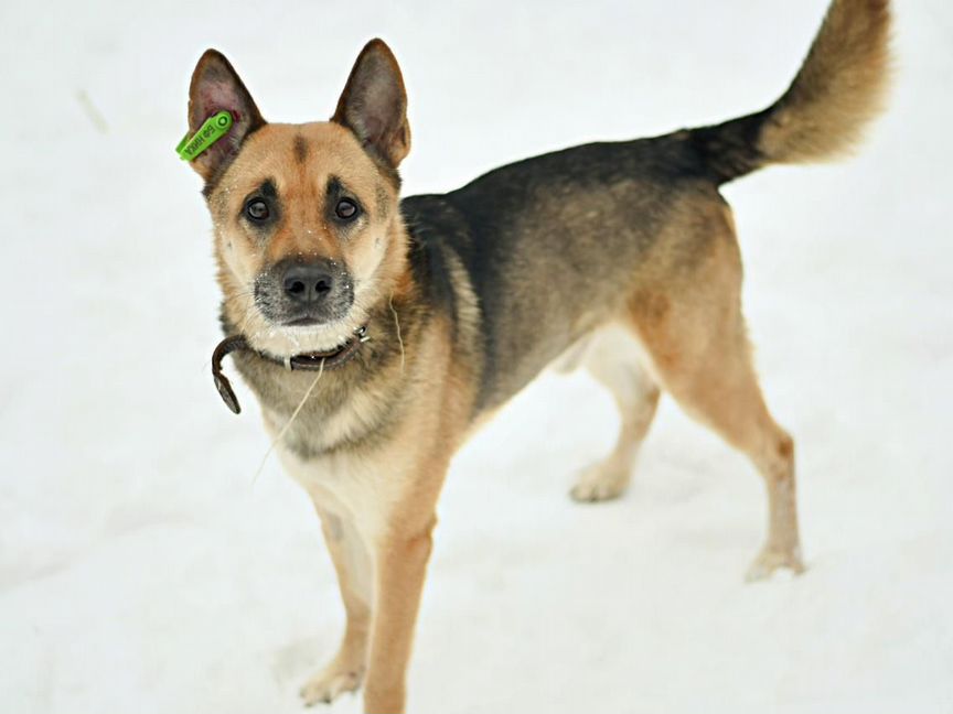 Собака Ральф ждет семью