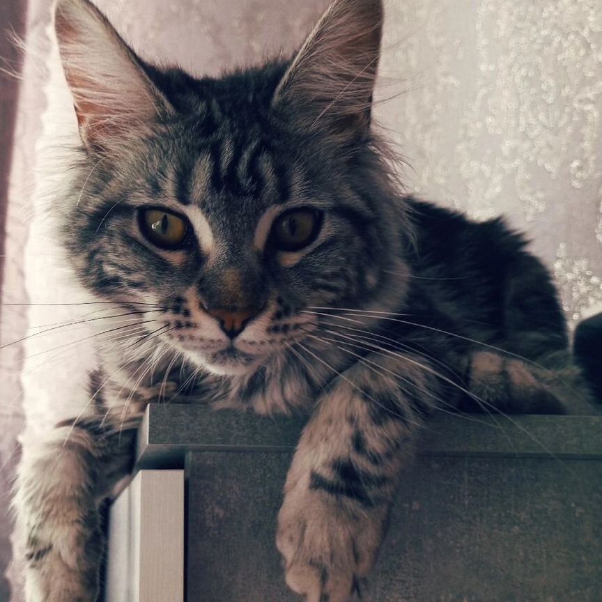 Котята мейн-кун