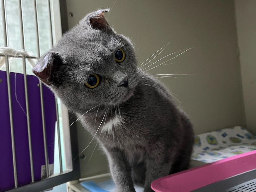 Очаровашка котик ищет Дом