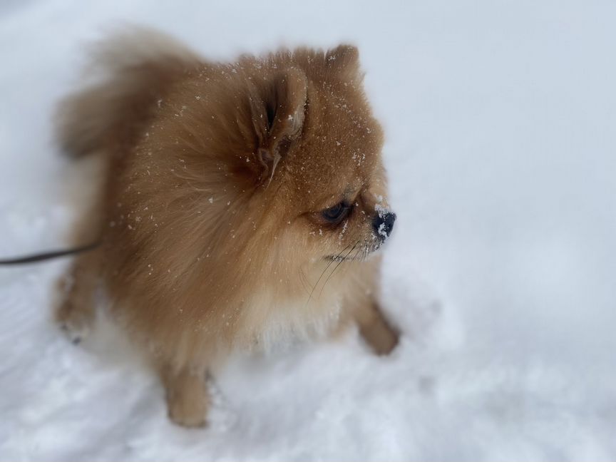 Померанский шпиц вязка кобель