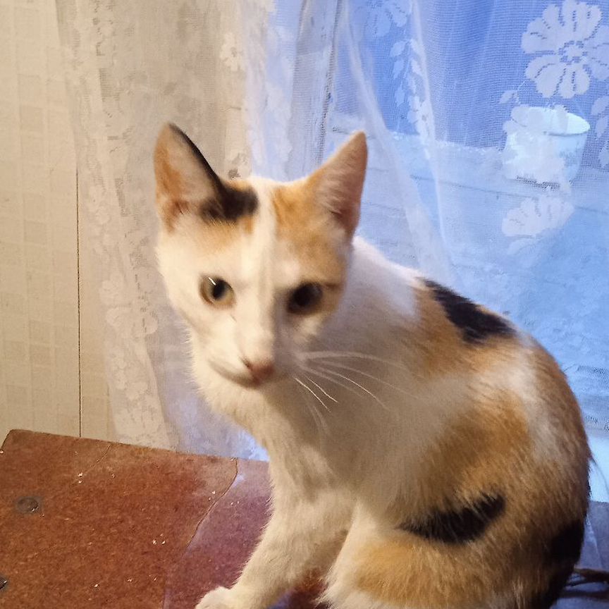 Кошечка