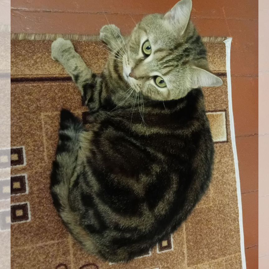 Шотландский прямоухий короткошёрстный кот, взрослый