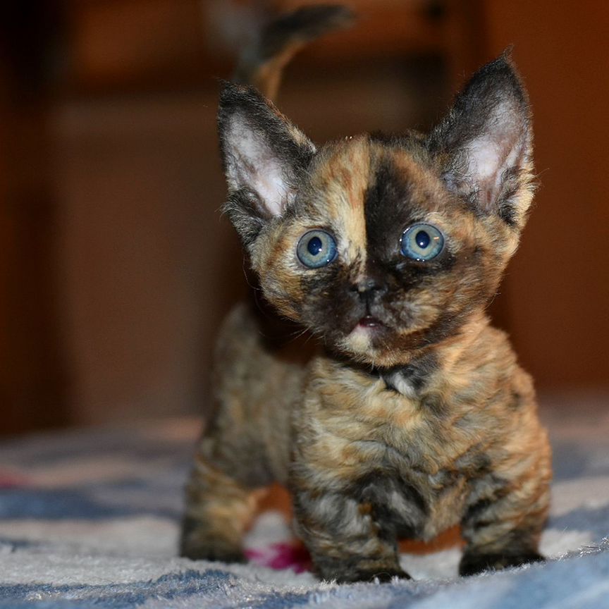 Шикарная девочка эксклюзивной породы минскин