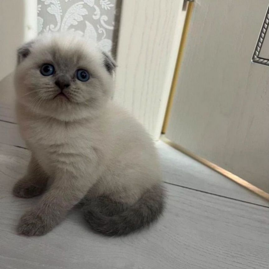 Шотландские детки