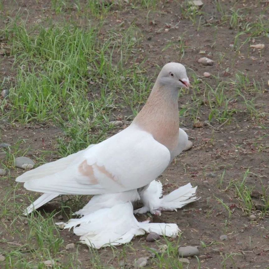 Продам голубей