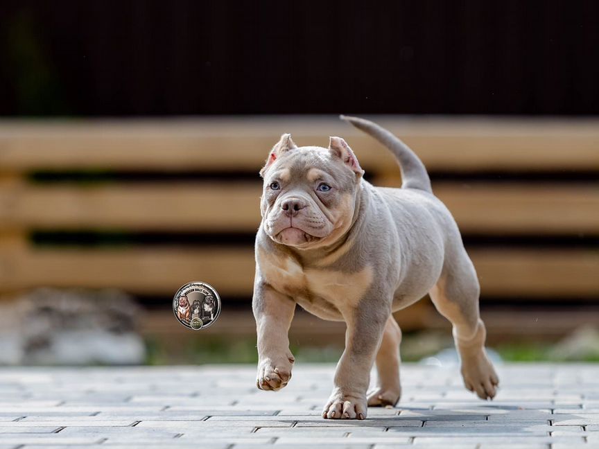 Американский булли