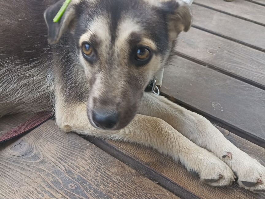 Собака щенок девочка в добрые руки