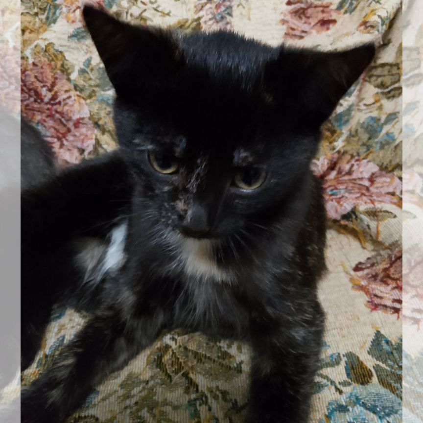 Котёнок в добрые руки