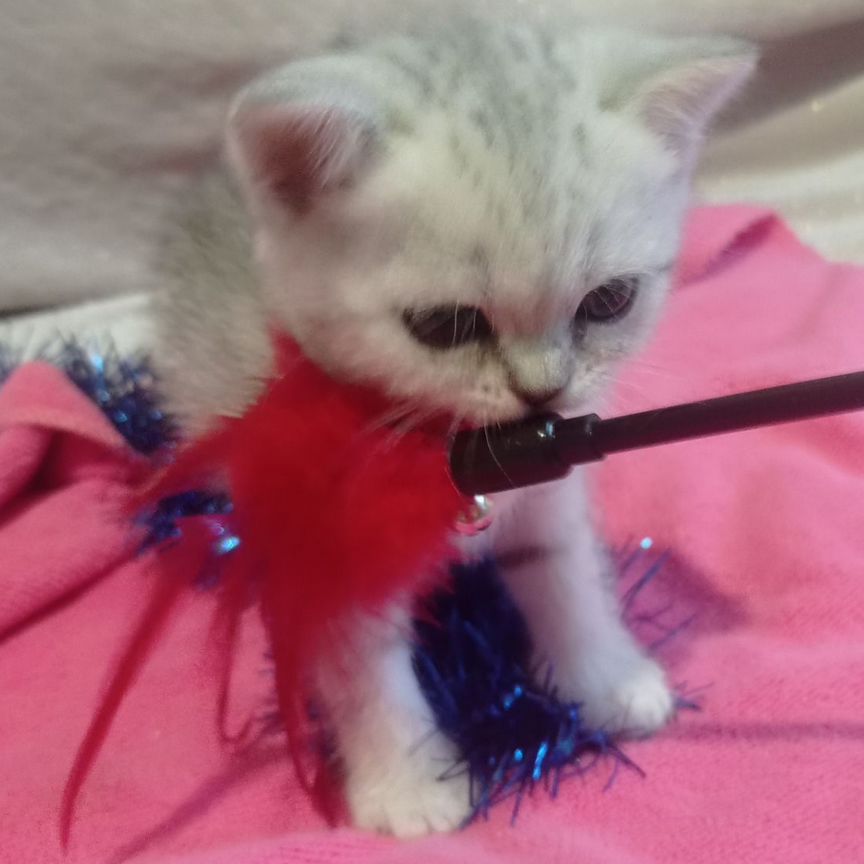 Шотландский вислоухий короткошёрстный котёнок