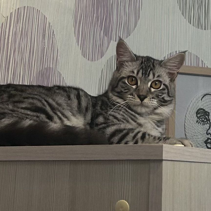 Котик