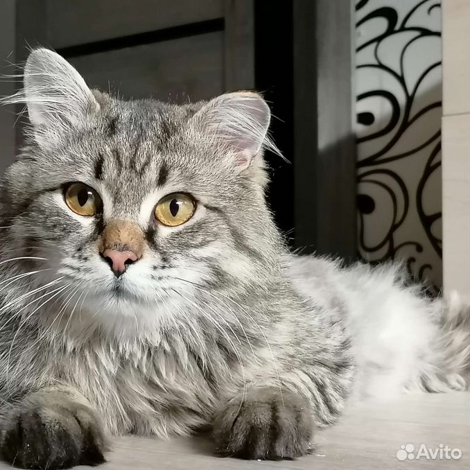 Котик Арчибальд