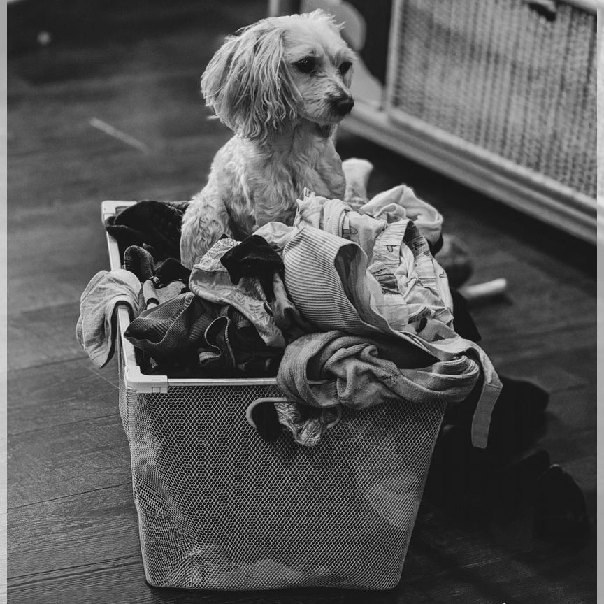 Мальтипу, взрослая собака