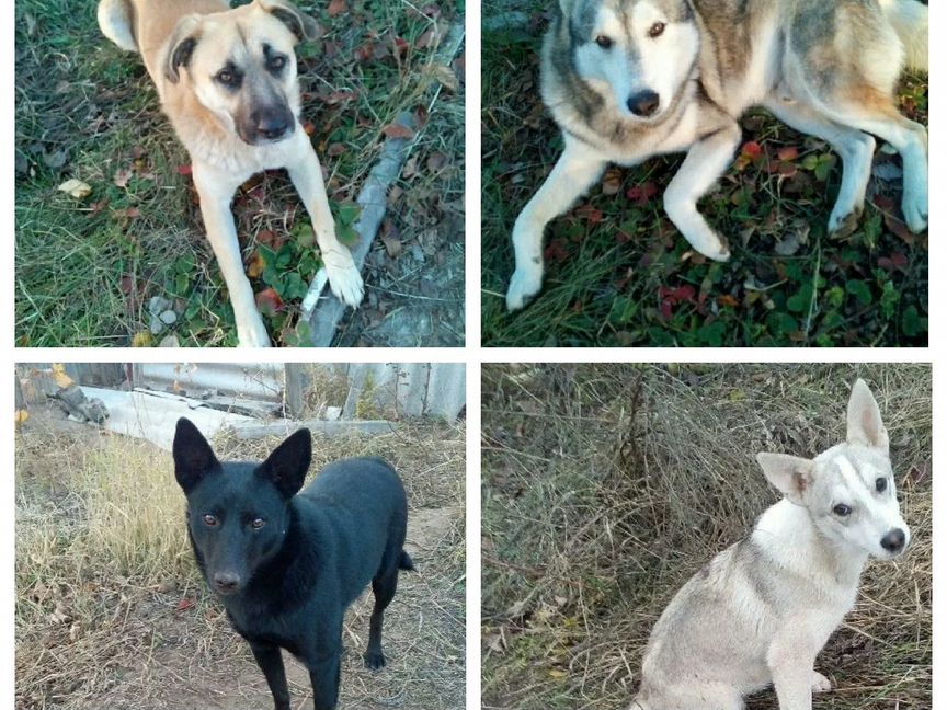 Собаки брошенные на дачах