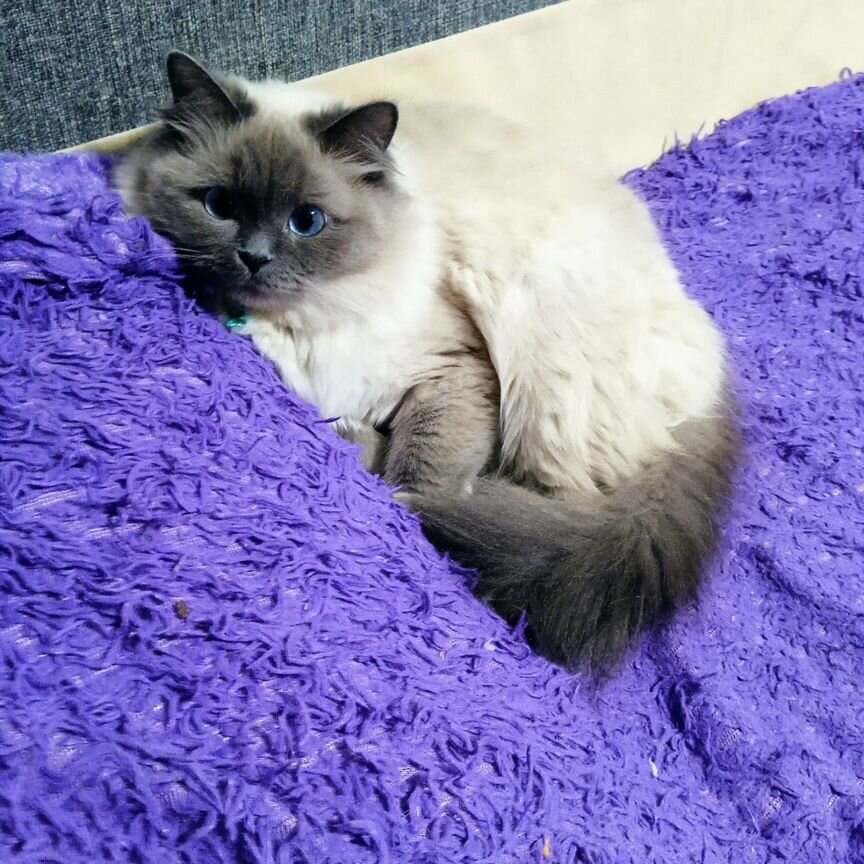 Нужен кот для вязки невской маскарадной