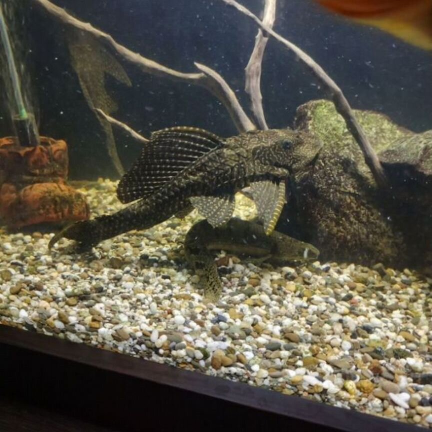 Птеригоплихт большой