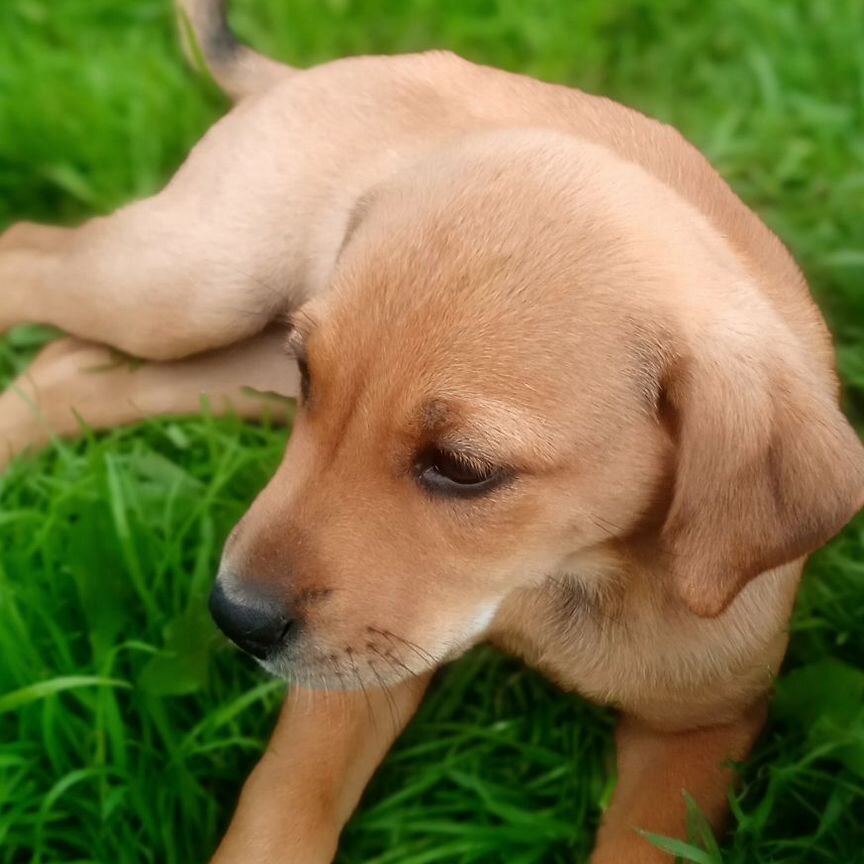 Щенок в добрые руки