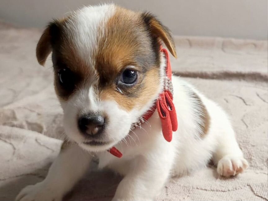 Джек рассел терьер щенок мальчик