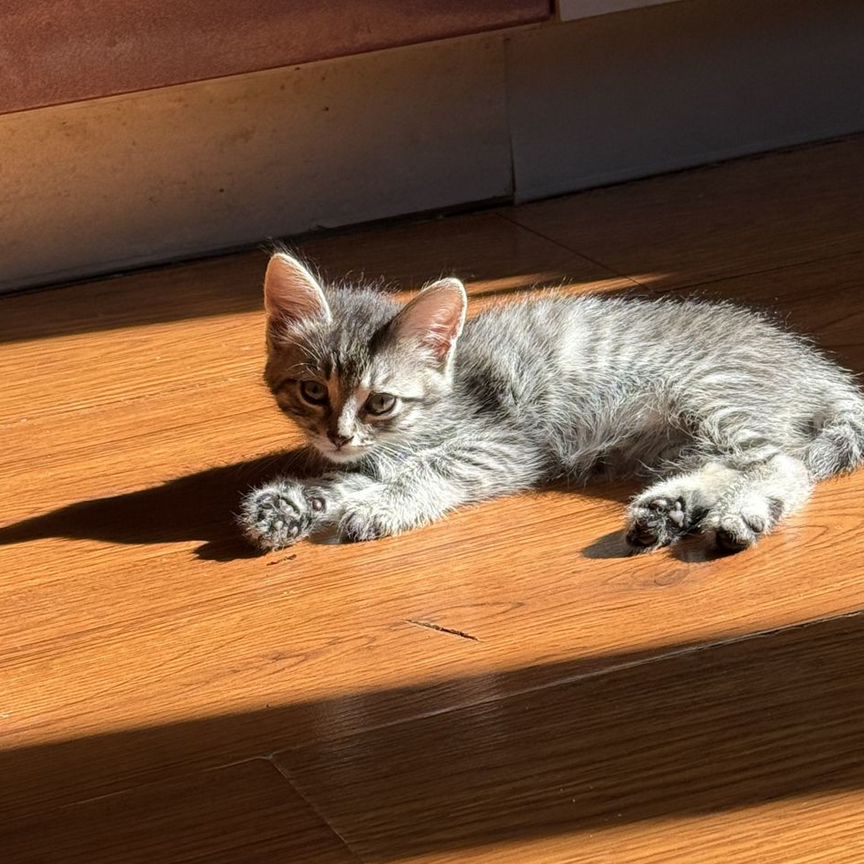 Котята бесплатно