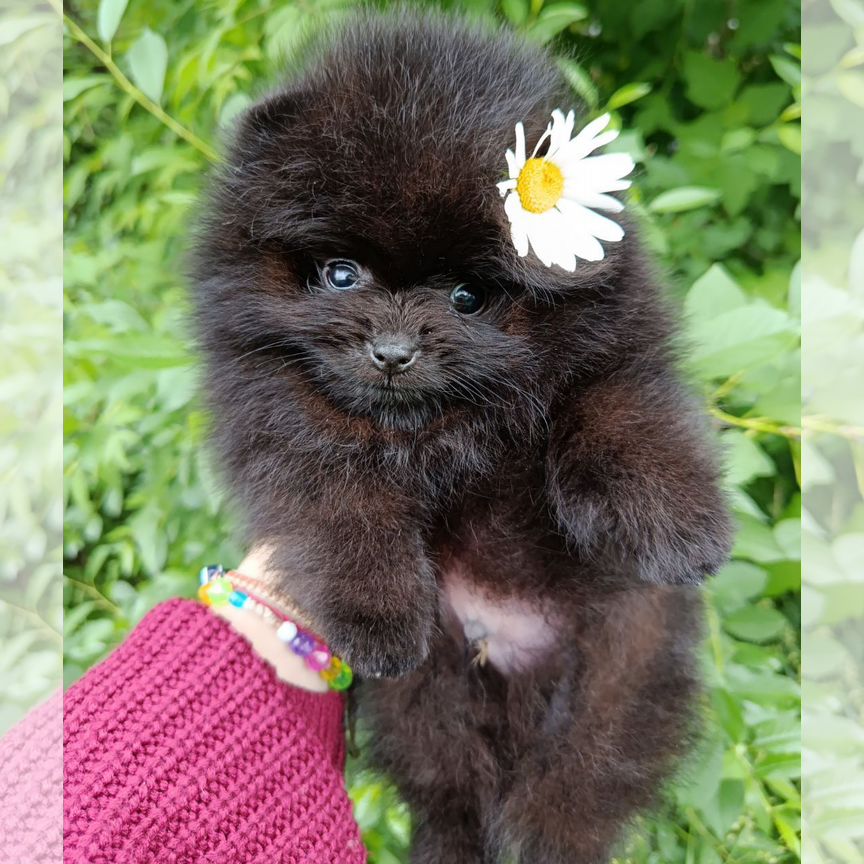 Померанский шпиц, щенок
