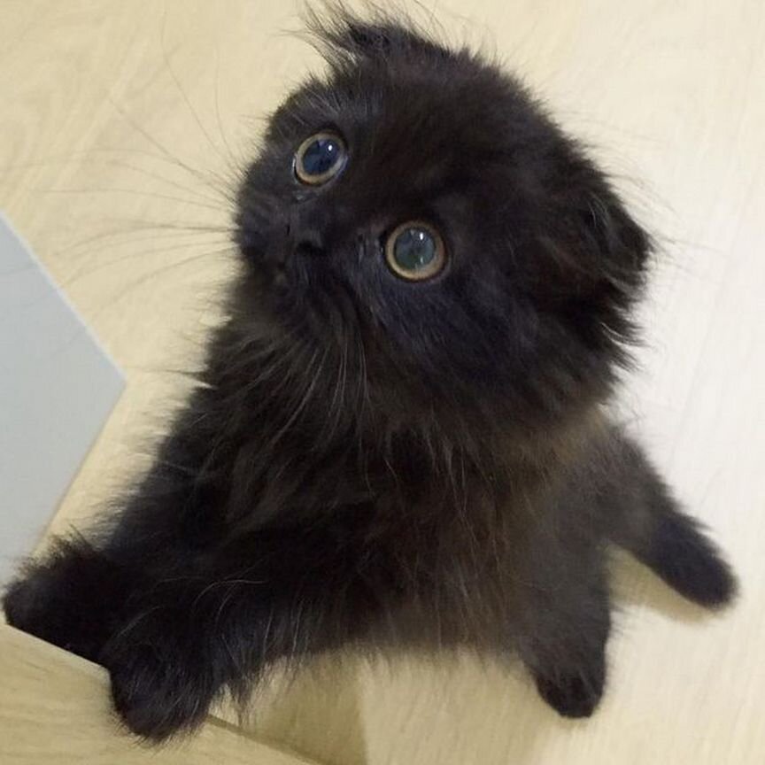 Черные шотландские котята