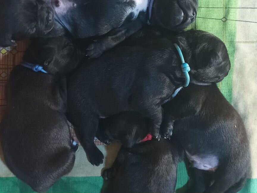 Стаффордширский бультерьер