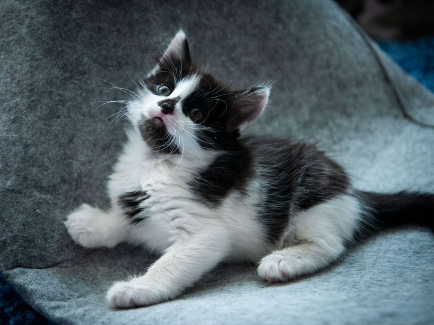 Кошка в дар бесплатно