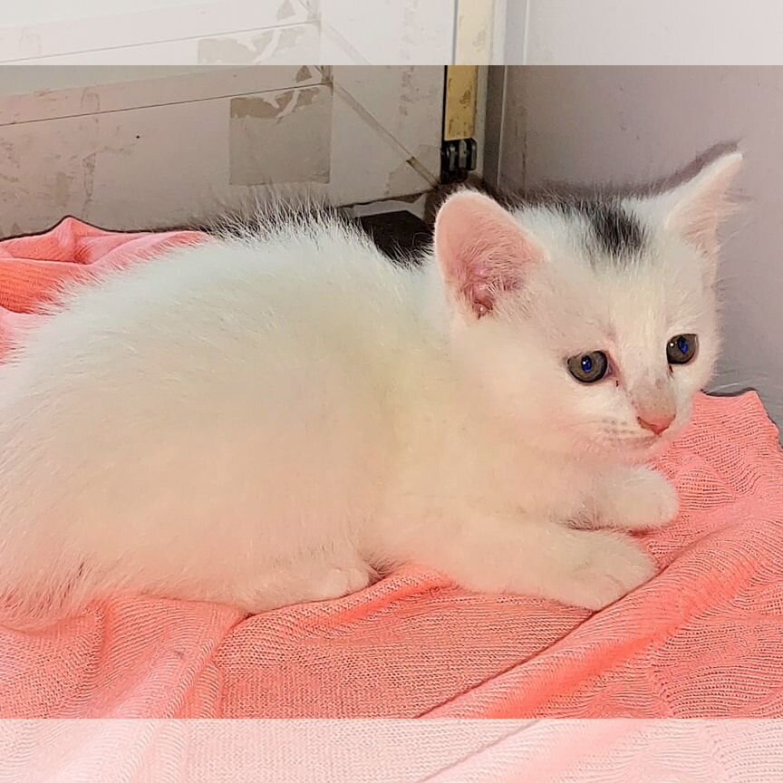 Котёнок мальчик 1,5 месяца