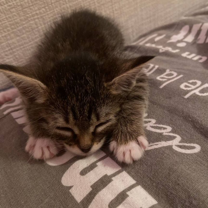 Котенок девочка в добрые руки