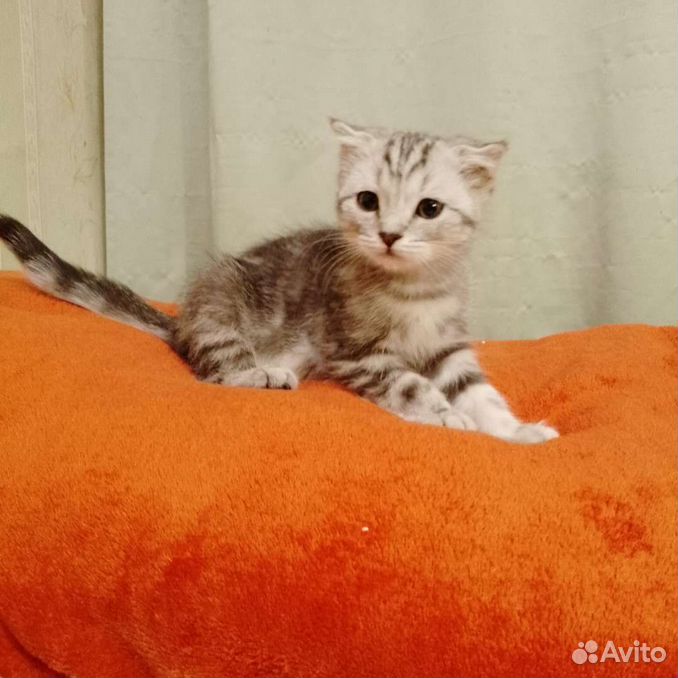 Шотландские вислоухие котята мраморные