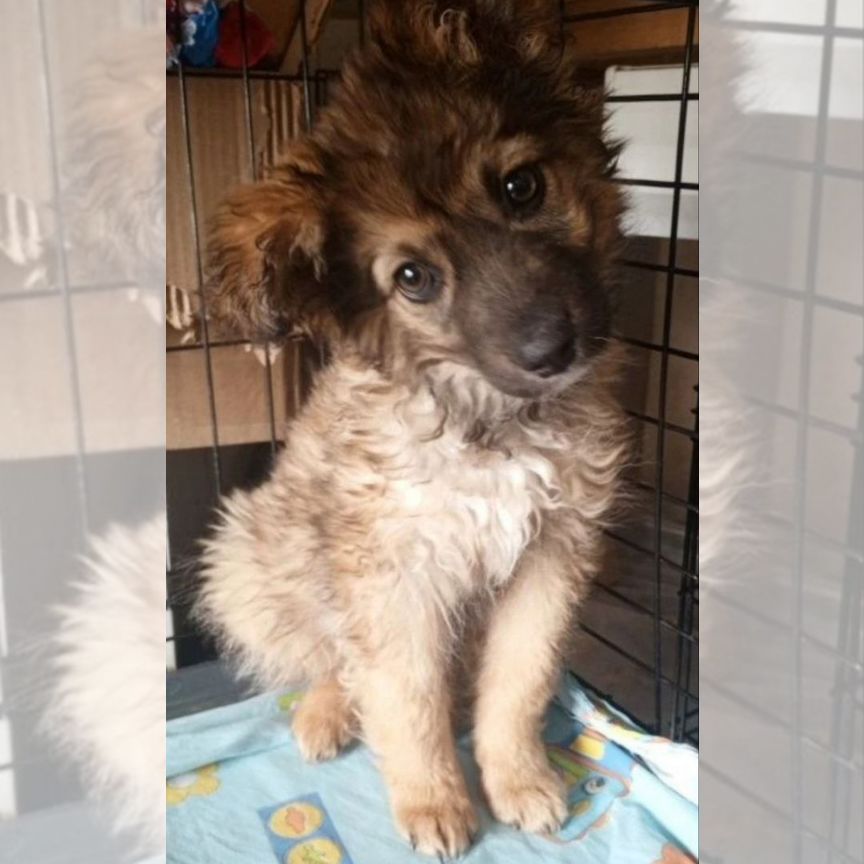 Щенок в добрые руки