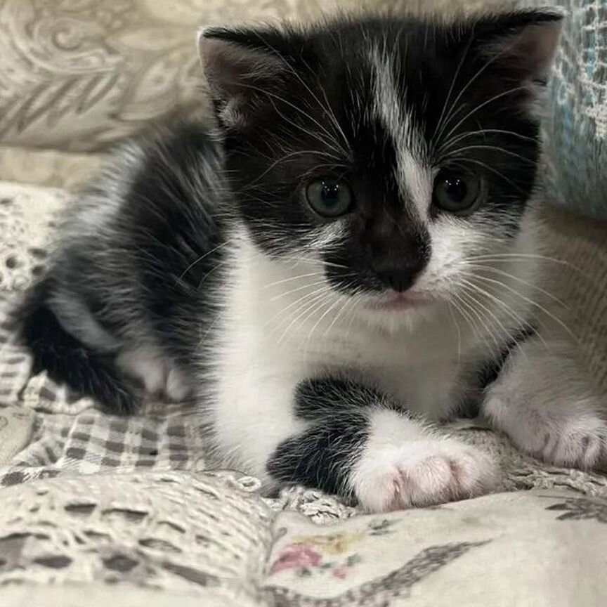 Котёнок в добрые руки