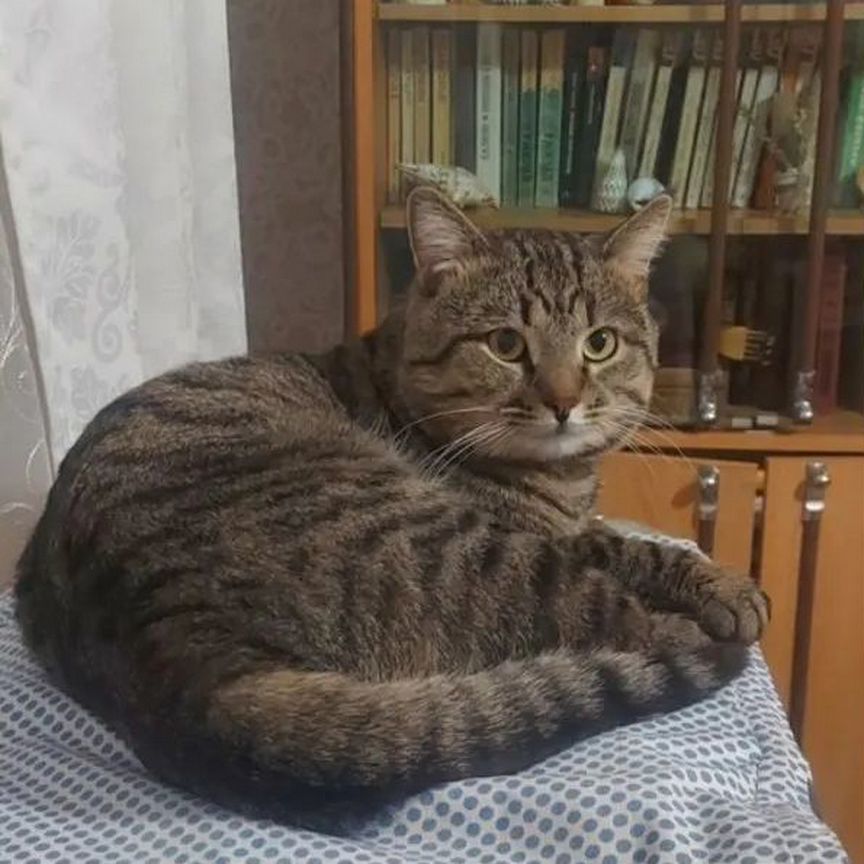 Кошка Мадам Китти, доставка