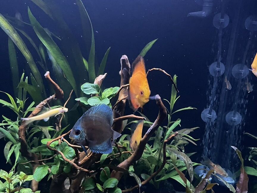 Дискус для аквариума