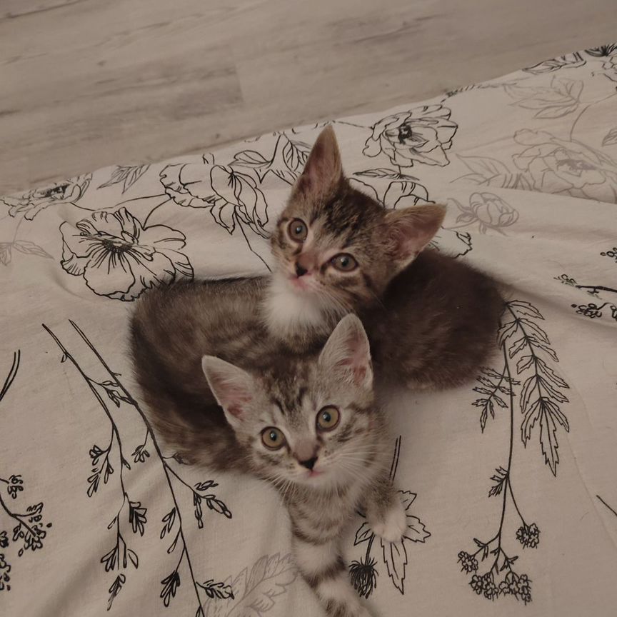 Котята в добрые руки