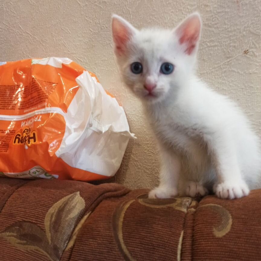 Отдам в хорошие руки