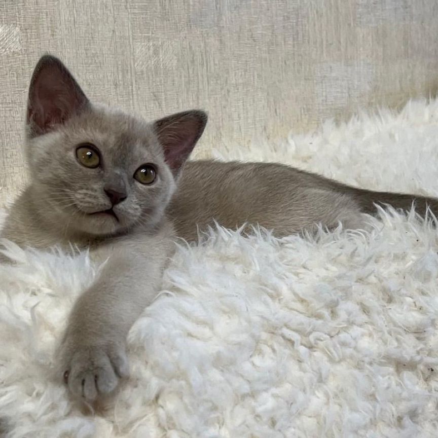 Элитные бурманские котята лиловые