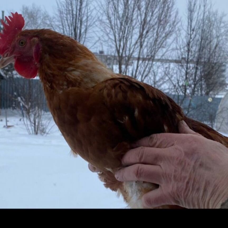 Продаем молодых петухов