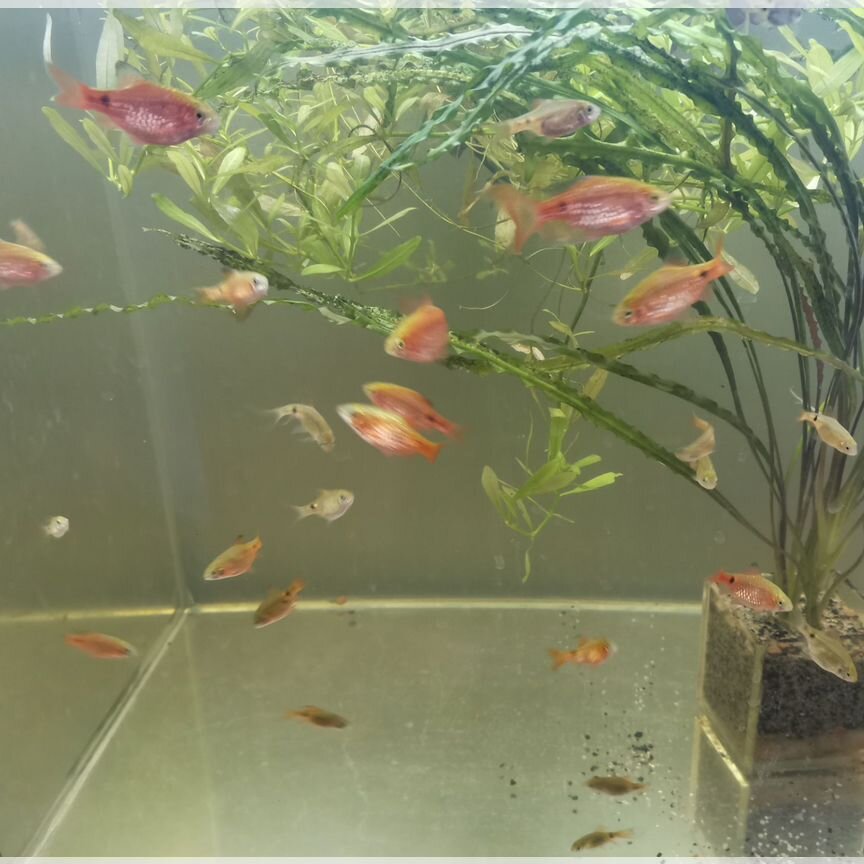 Продам огненных барбусов