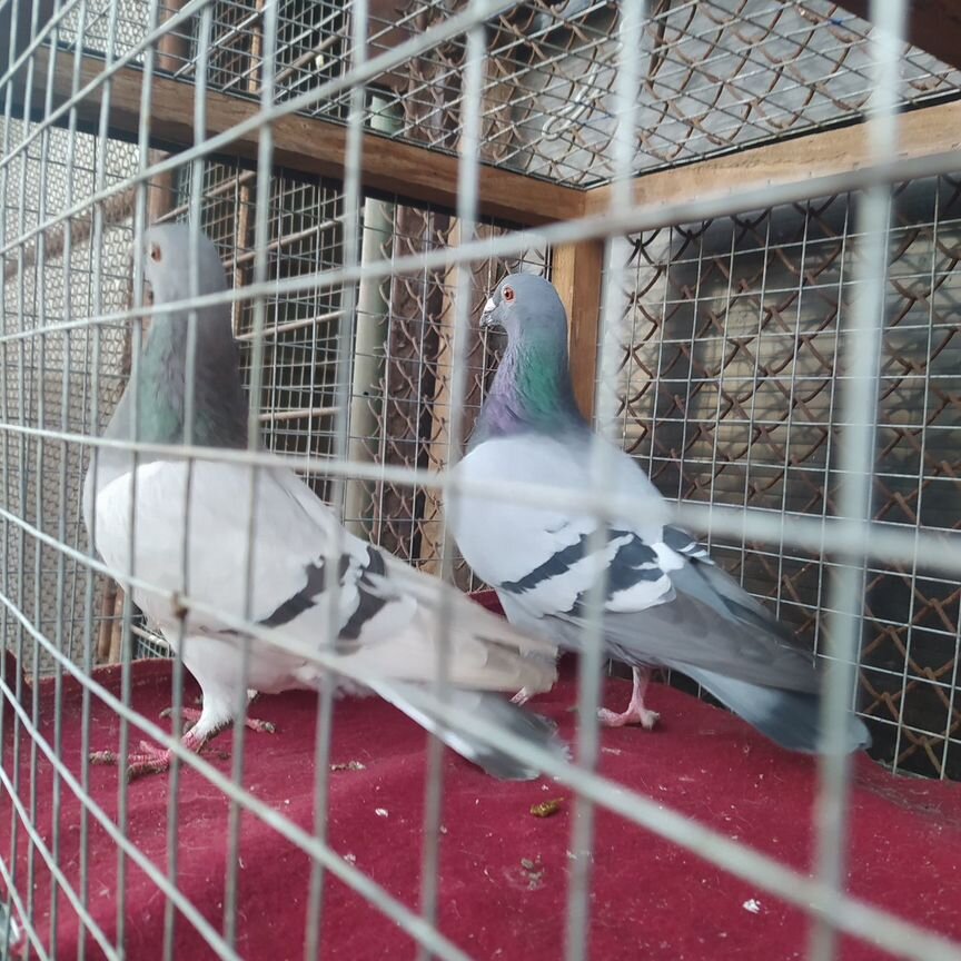 Голуби почтари