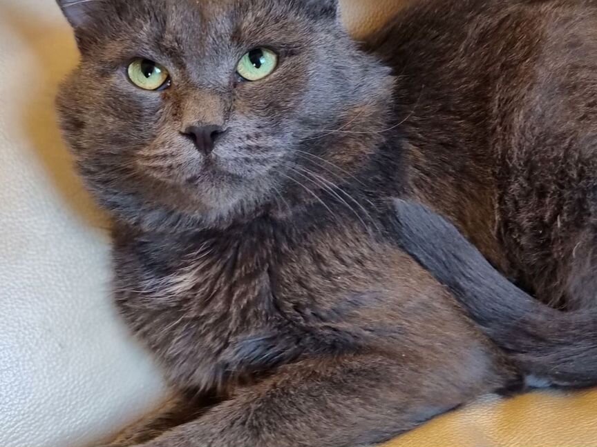 Голубой кот