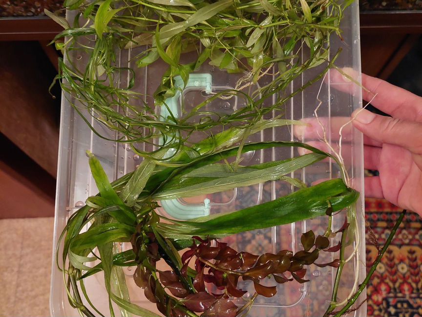 Аквариумные растения прополка