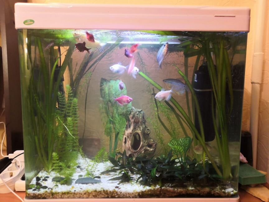 Аквариум с рыбами (70 литров)