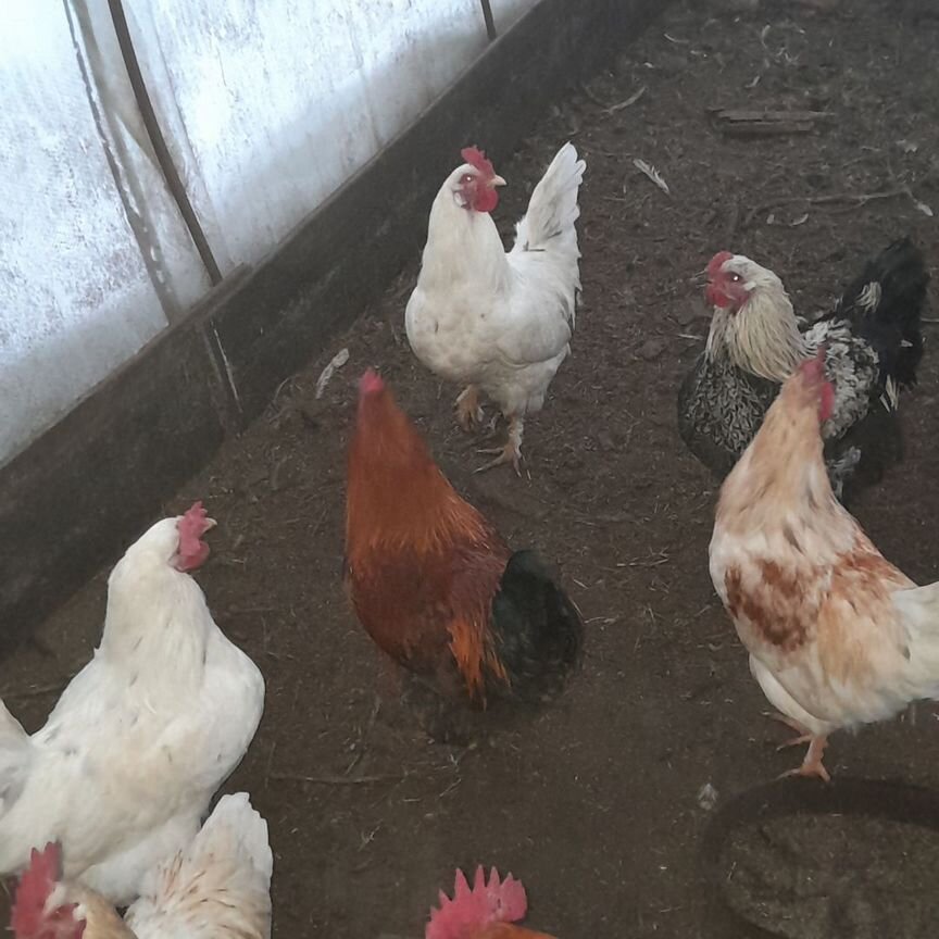 Питухи домашние