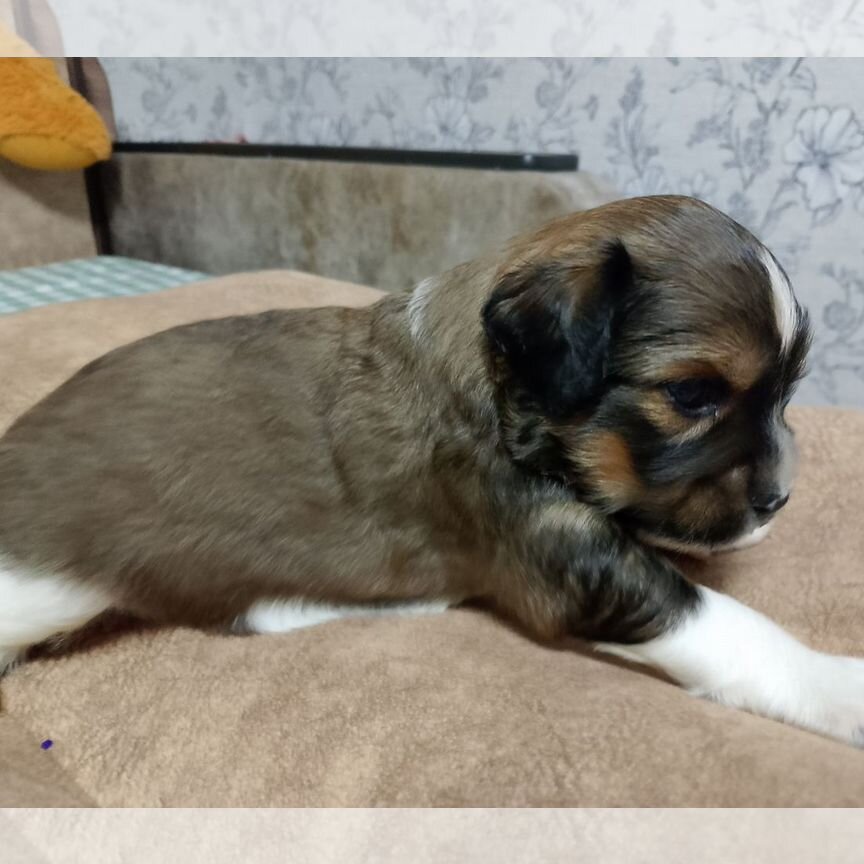 Кавалер кинг-чарльз-спаниель, щенок