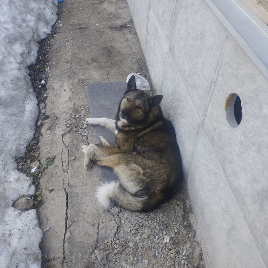 Собака в добрые руки