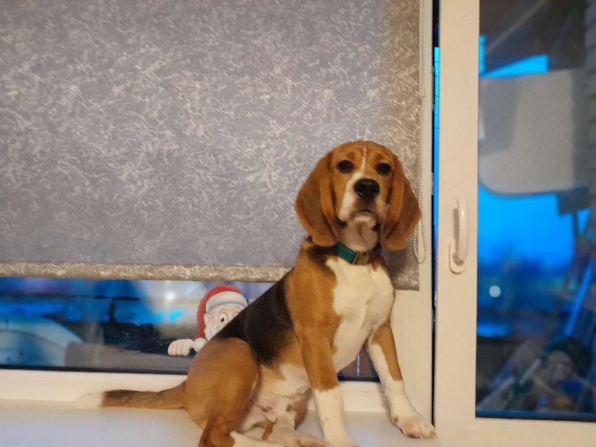 Бигль в добрые руки